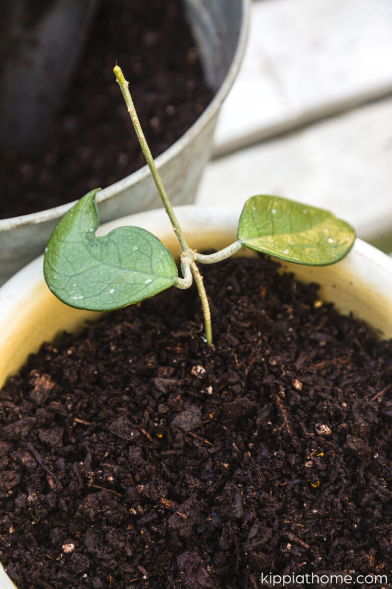 Step by Step Hoya Propagation - Kippi at Home