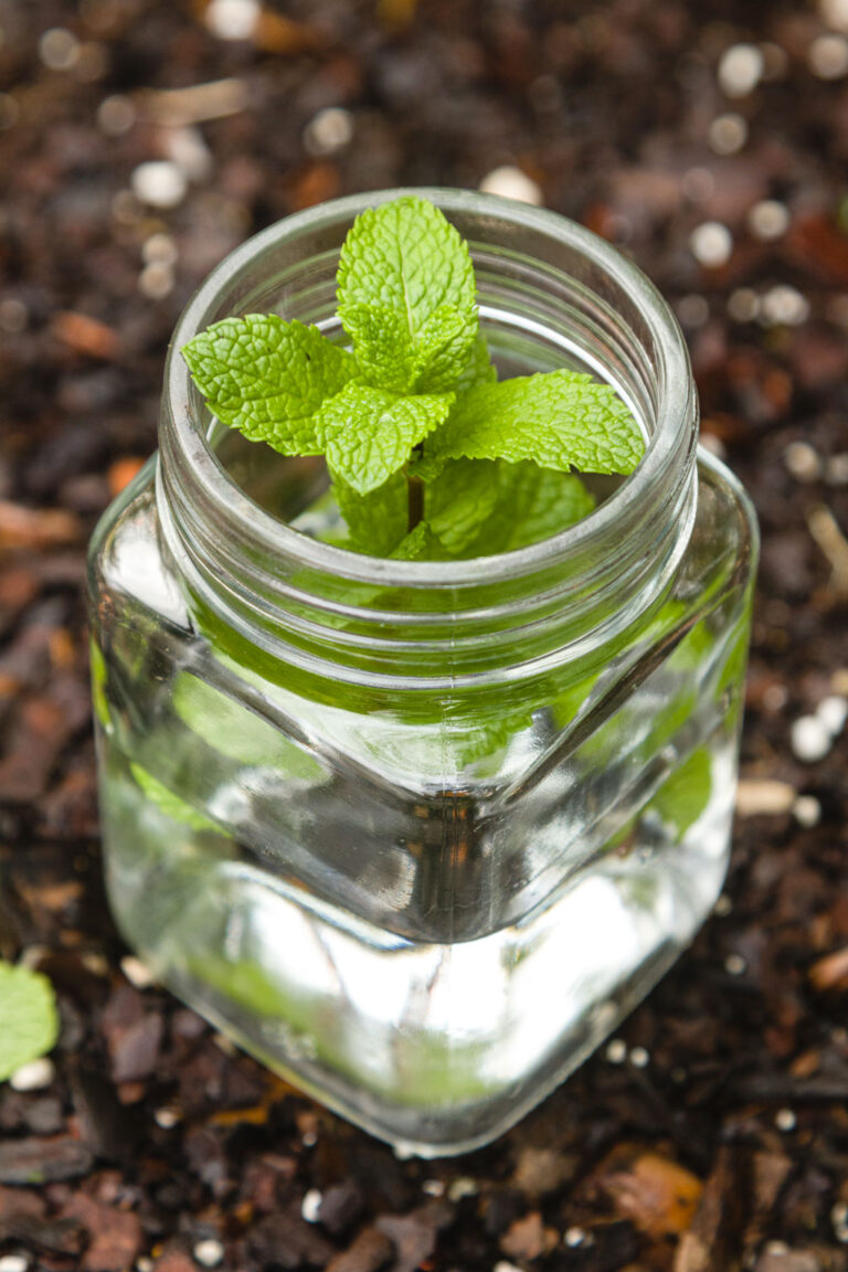 How to Propagate Mint - Kippi at Home
