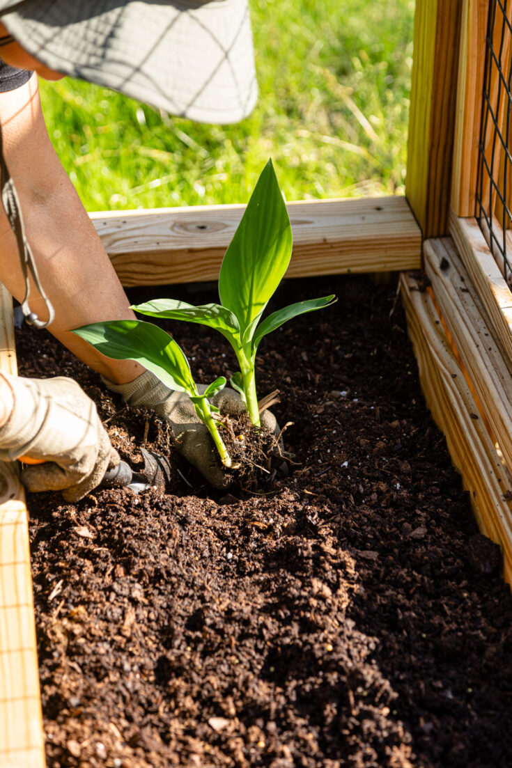 Planting Flowers Step by Step Guide - Kippi at Home