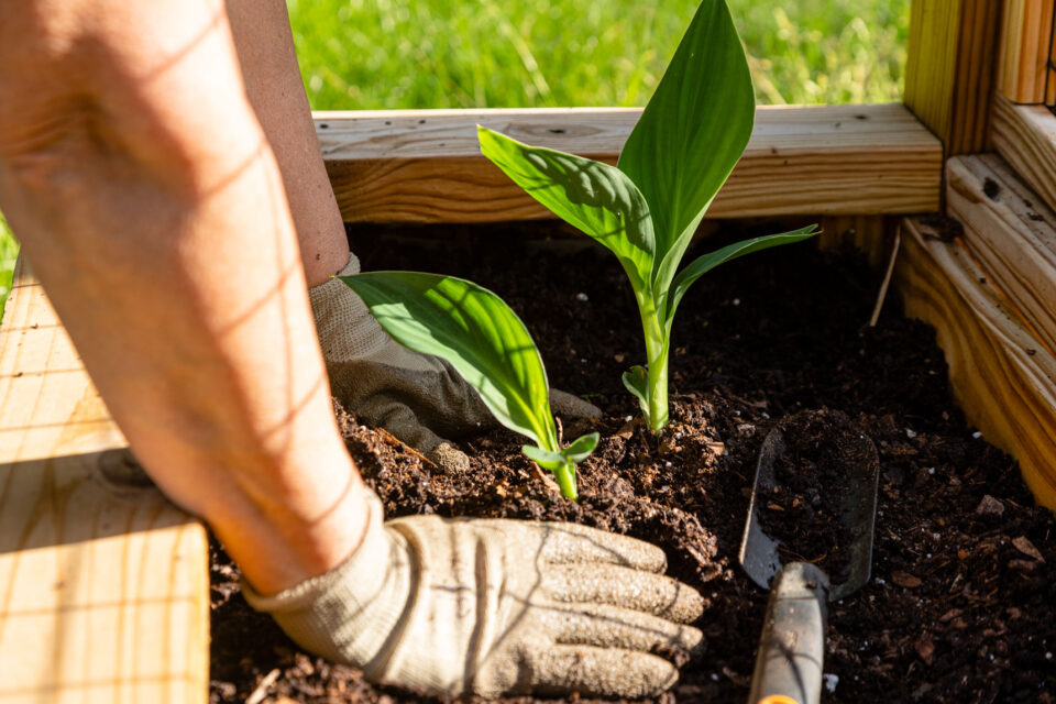 Planting Flowers Step by Step Guide - Kippi at Home