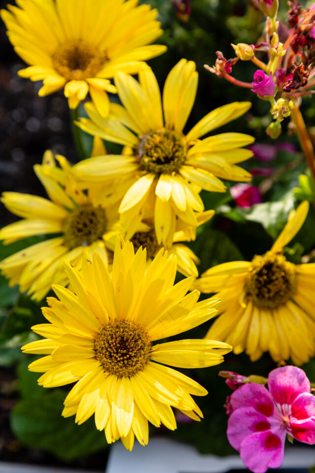 Planting Flowers Step by Step Guide - Kippi at Home