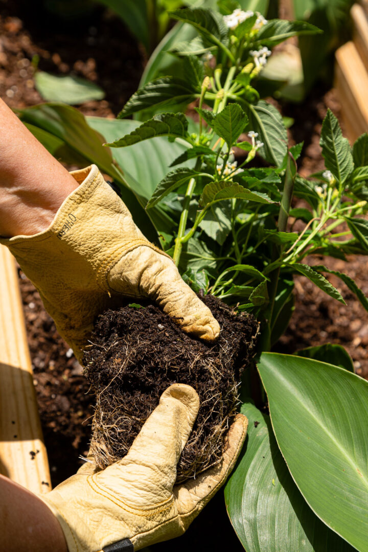 Planting Flowers Step by Step Guide - Kippi at Home