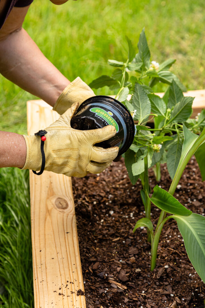 Planting Flowers Step by Step Guide - Kippi at Home