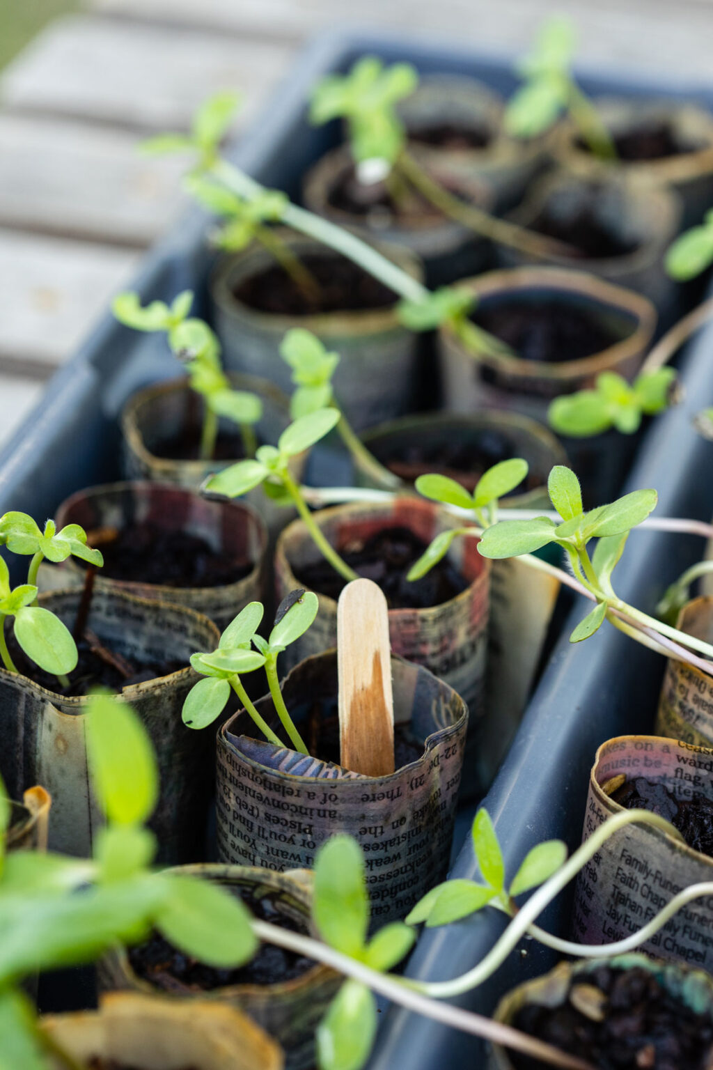 DIY Paper Seed Starting Pots - Kippi at Home