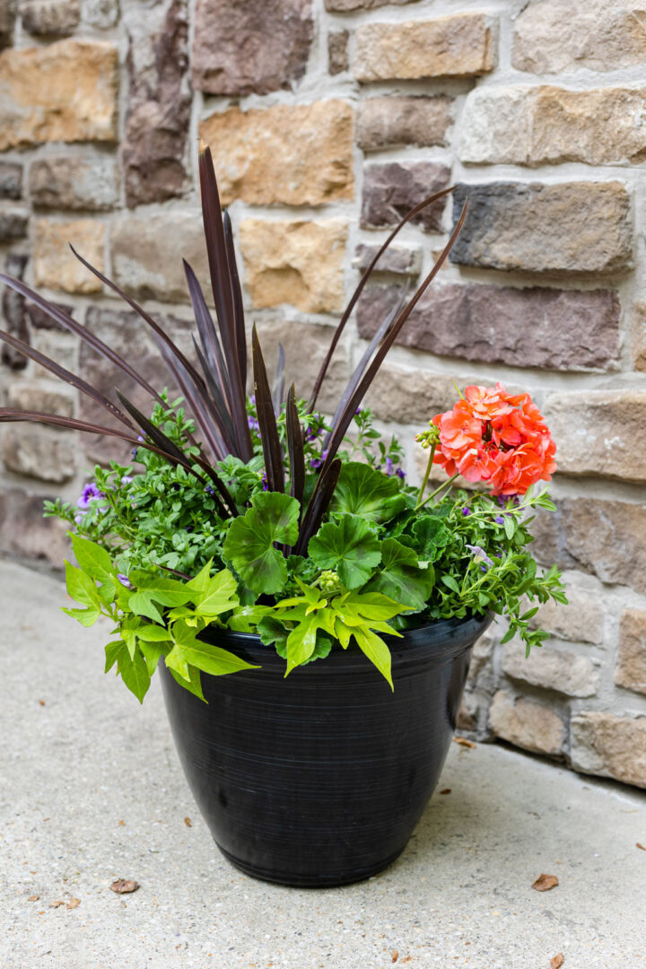 Container Gardening Guide - Kippi at Home