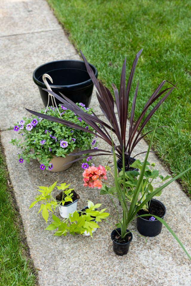 Container Gardening Guide - Kippi at Home
