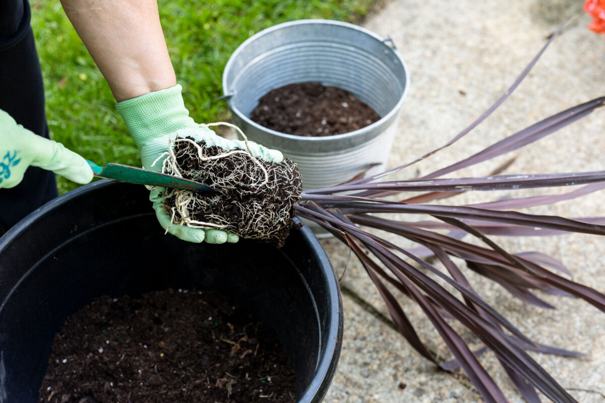Container Gardening Guide - Kippi at Home