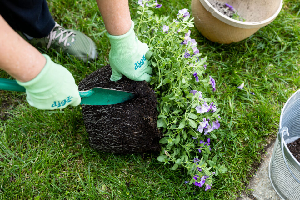 Container Gardening Guide - Kippi at Home