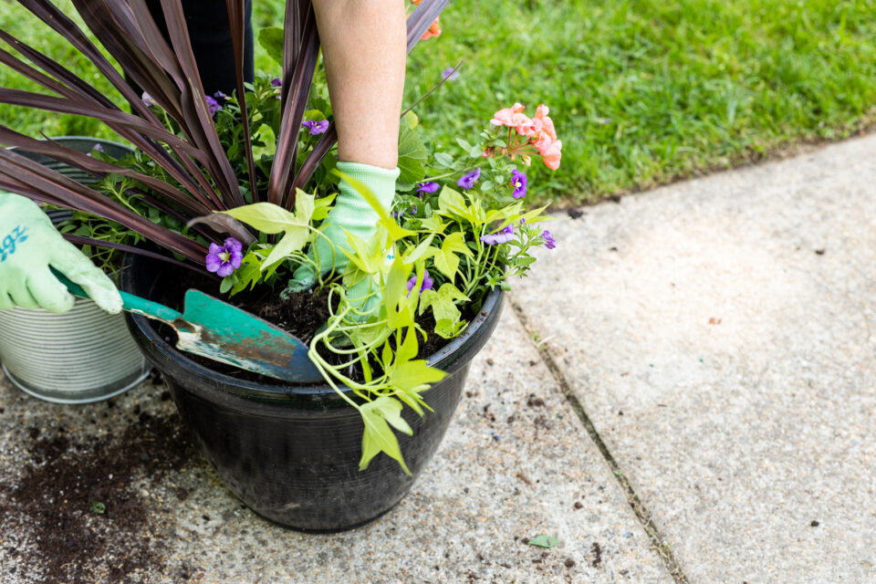 Container Gardening Guide - Kippi at Home